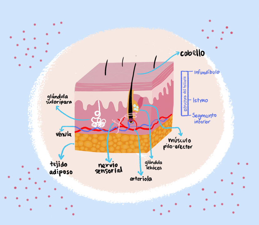 Anatomía del cabello: elementos que conforman el cabello y fases de ...