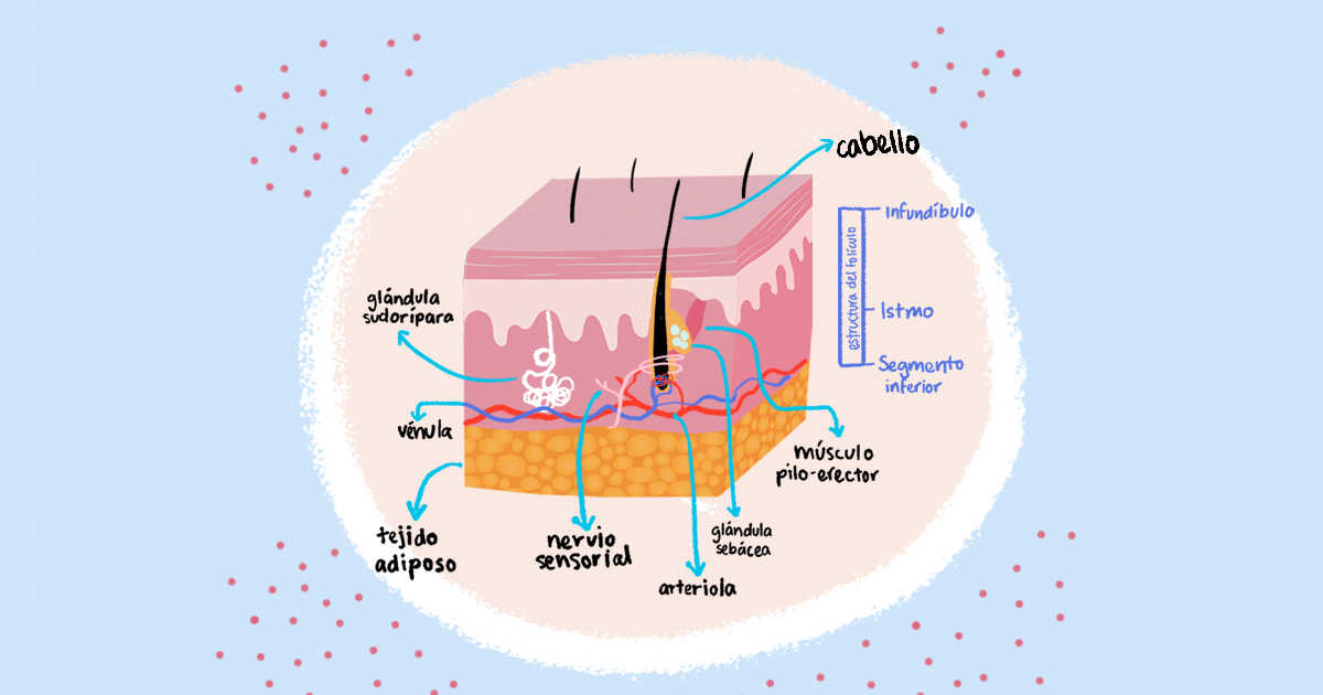 Anatomía del cabello: elementos que conforman el cabello y fases de ...